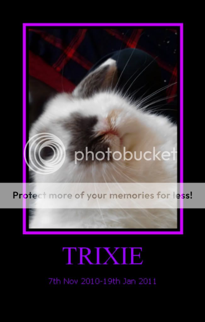 Trixie | Rabbits United