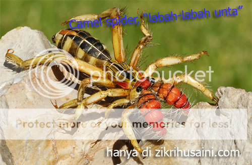 Camel spider, labah-labah unta yang menakutkan!! – Zikri Husaini