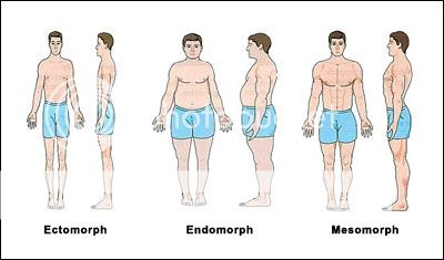 Ectomorph, Endomorph, Mesomorph – Somatotype yang mana anda?? – Zikri ...