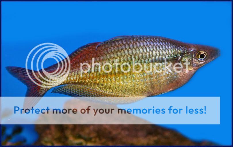 Chilatherina Rainbowfish | British Columbia Aquarium Forums
