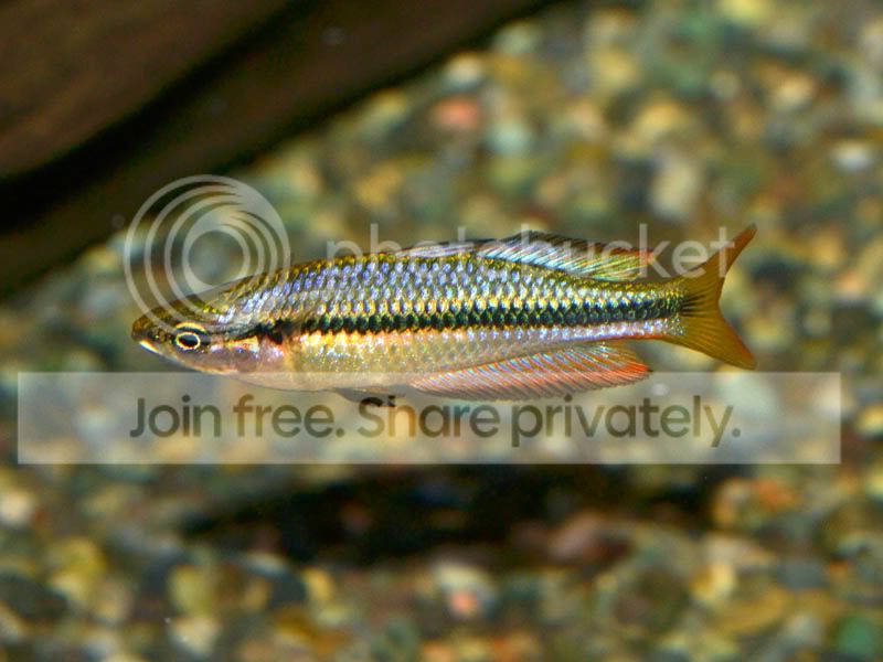 Rainbowfish - Melanotaenia Genus | GTA Aquarium Forums
