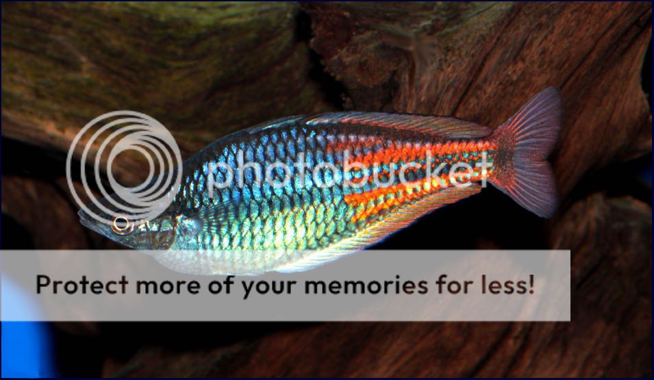 Rainbowfish - Melanotaenia Genus | GTA Aquarium Forums