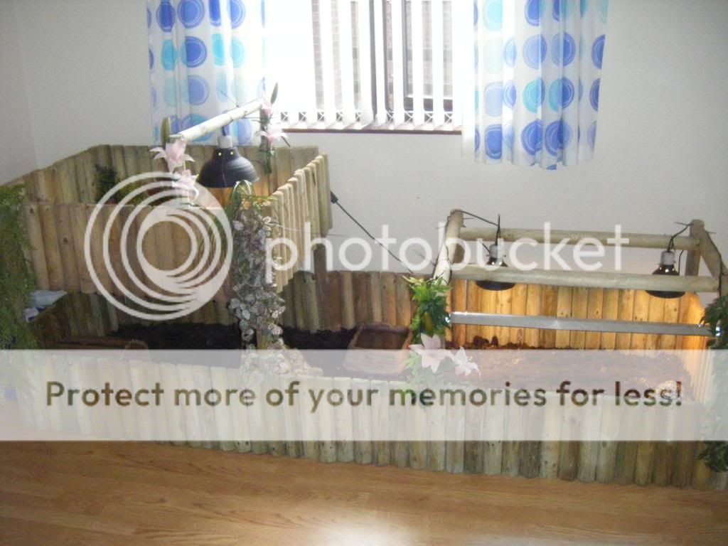 new indoor tortoise pen... | Reptile Forums