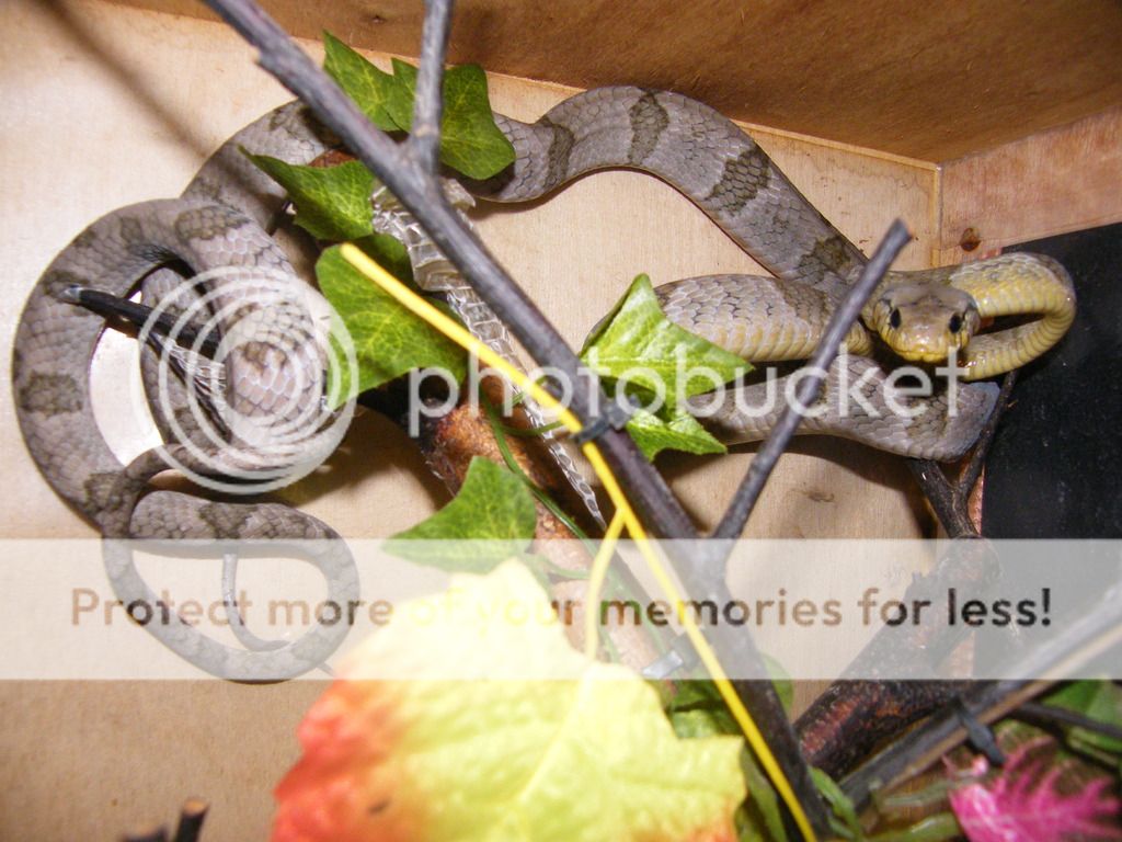 blandings tree snakes | Reptile Forums