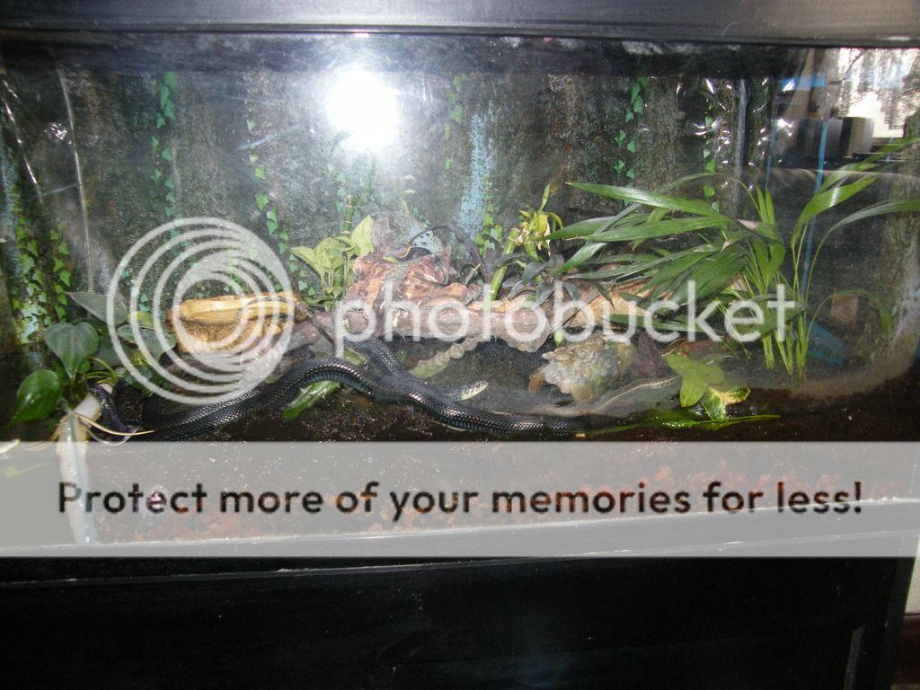 garter snake set up | Reptile Forums