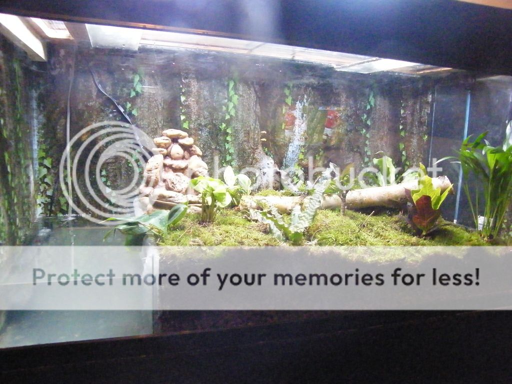 garter snake set up | Reptile Forums