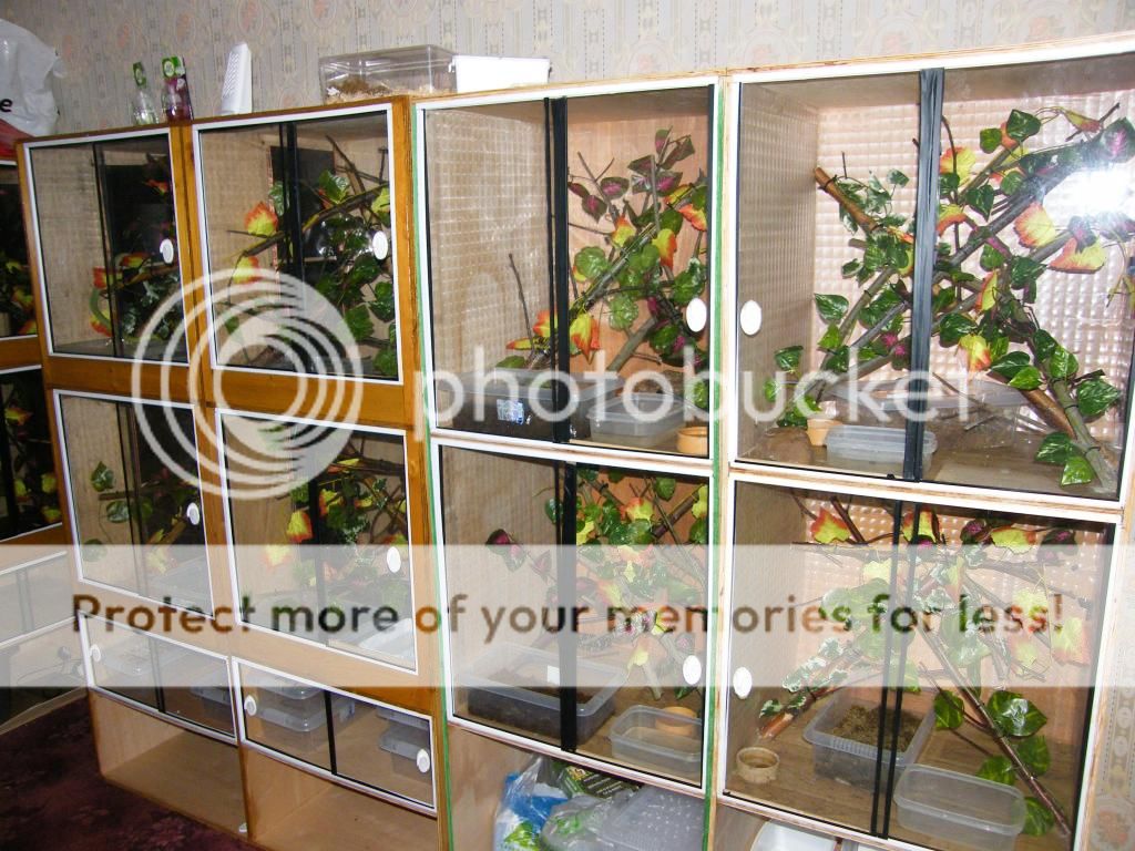 just finished my snake room. | Reptile Forums