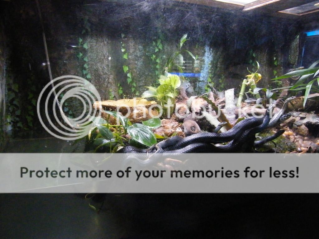 garter snake set up | Reptile Forums